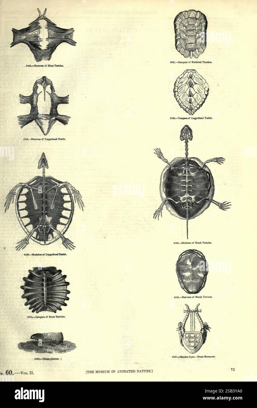 The, pictorial, museum, of, animated, nature, London, C. Cox, [1844 ...