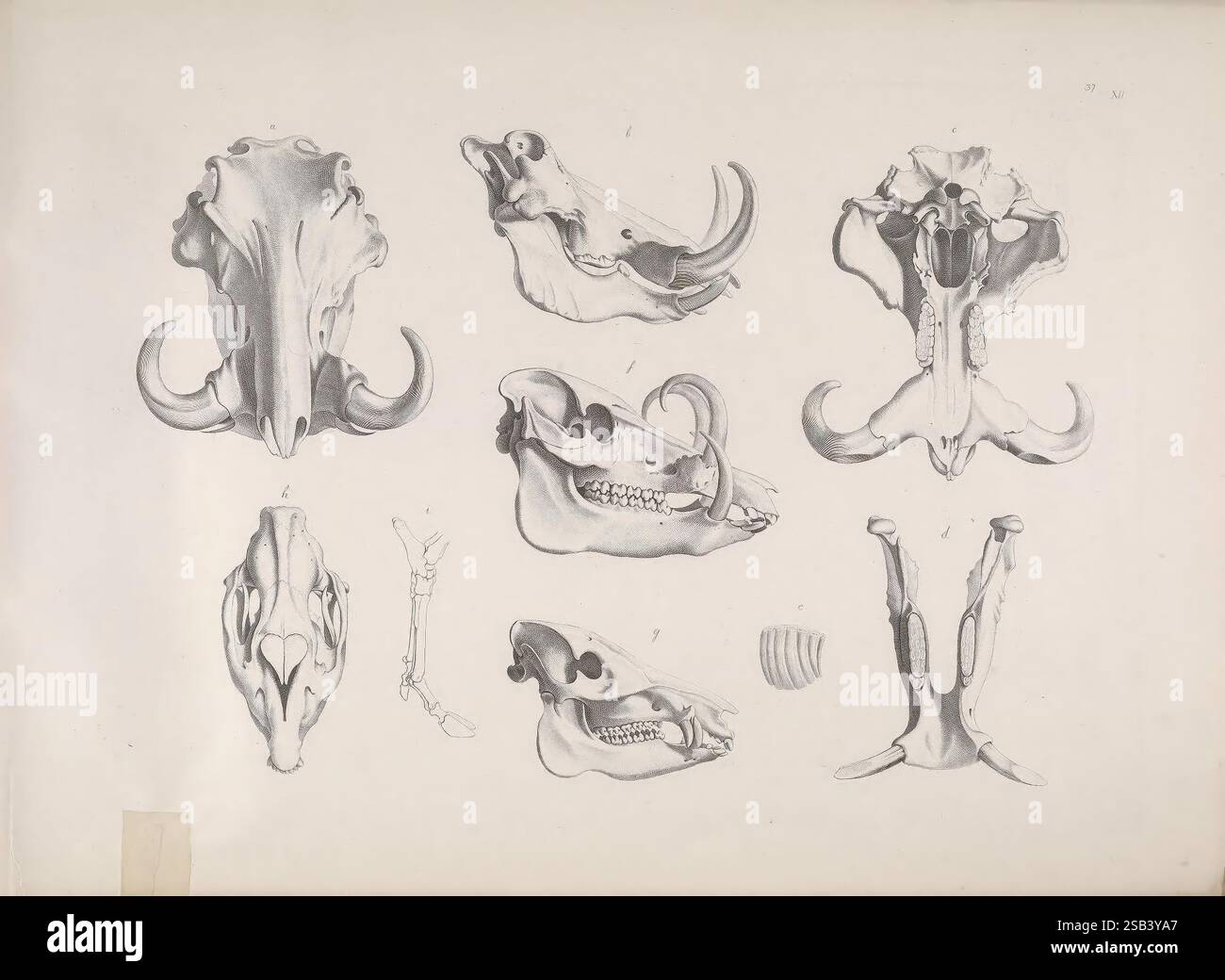 Showcases multiple detailed depictions hi-res stock photography and ...