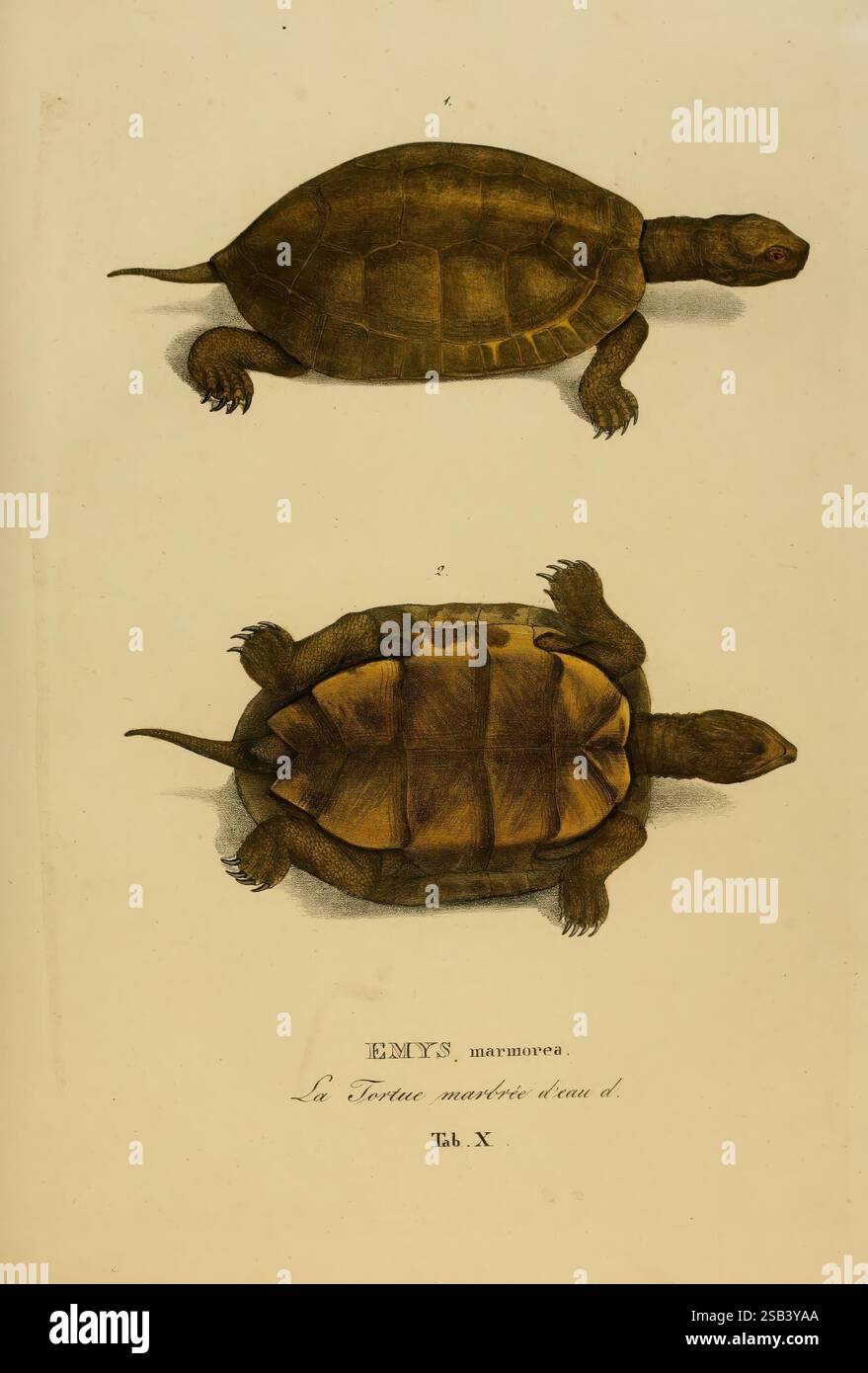 Animalia nova sive species novae testudinum et ranarum, Monachii, F.S ...