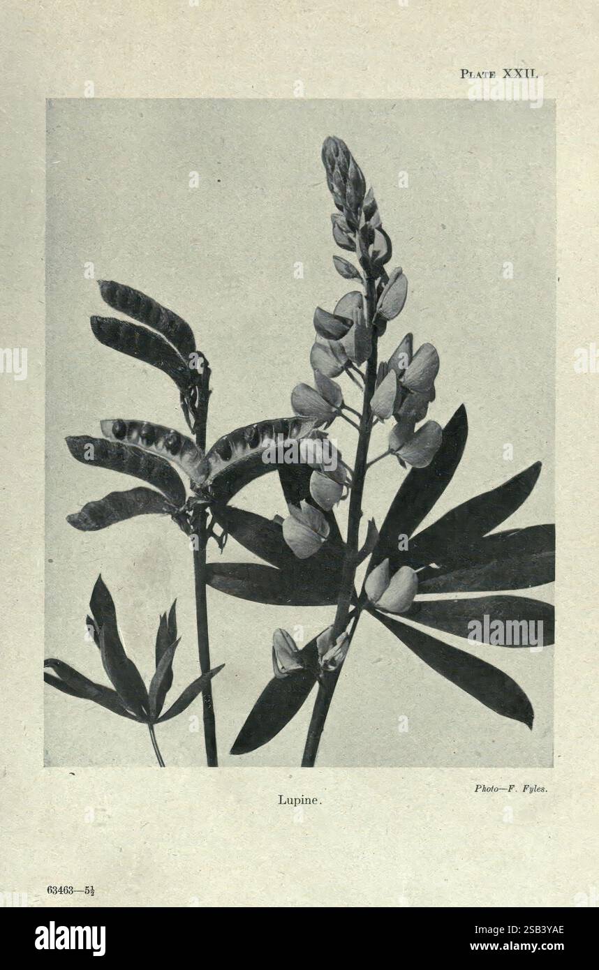 Principal, poisonous, plants, of, Canada, Ottawa, Dept, of, Agriculture ...