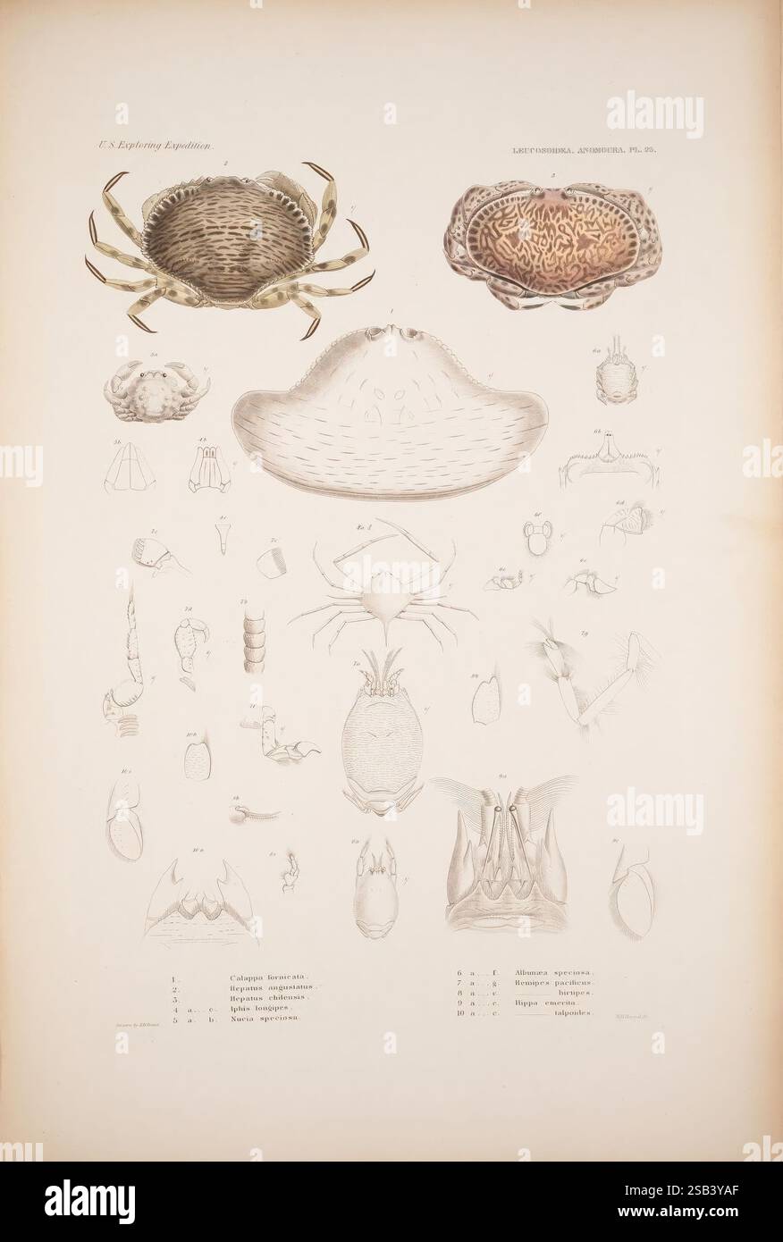 Crustacea Philadelphia Printed by C. Sherman 1852-55 [i.e. 1861 ...