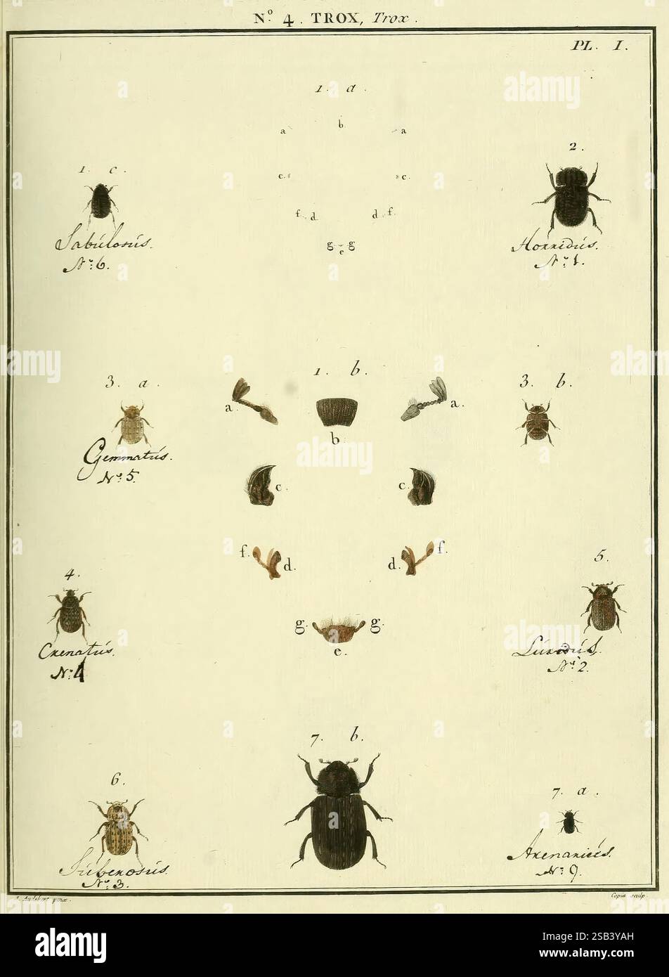 Individual beetle representations hi-res stock photography and images ...