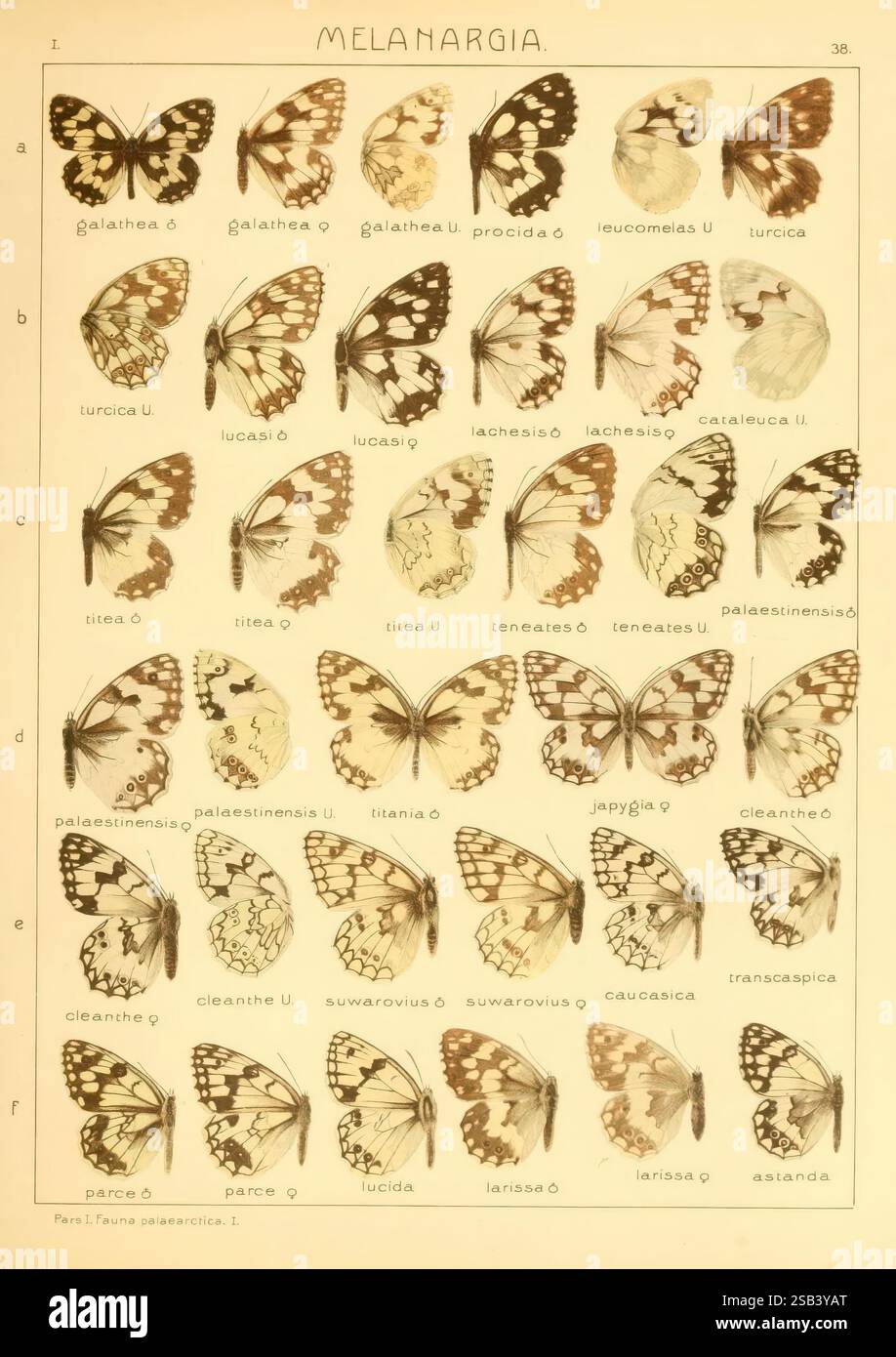 The, Macrolepidoptera, of, the, world, Stuttgart, Seitz'schen, Kernen ...