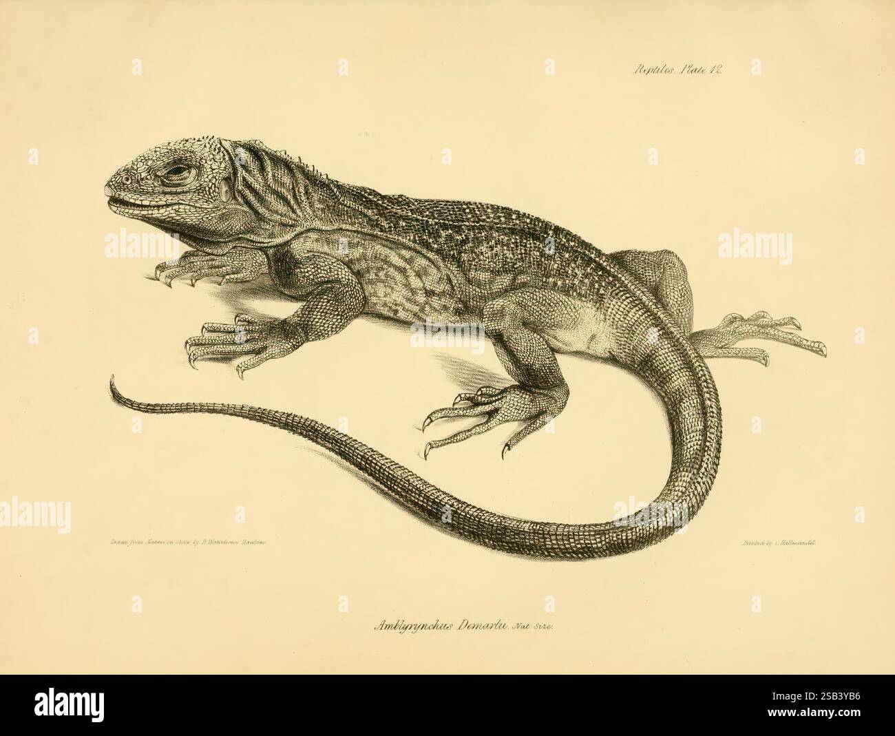 Meticulously detailed illustration of hi-res stock photography and ...