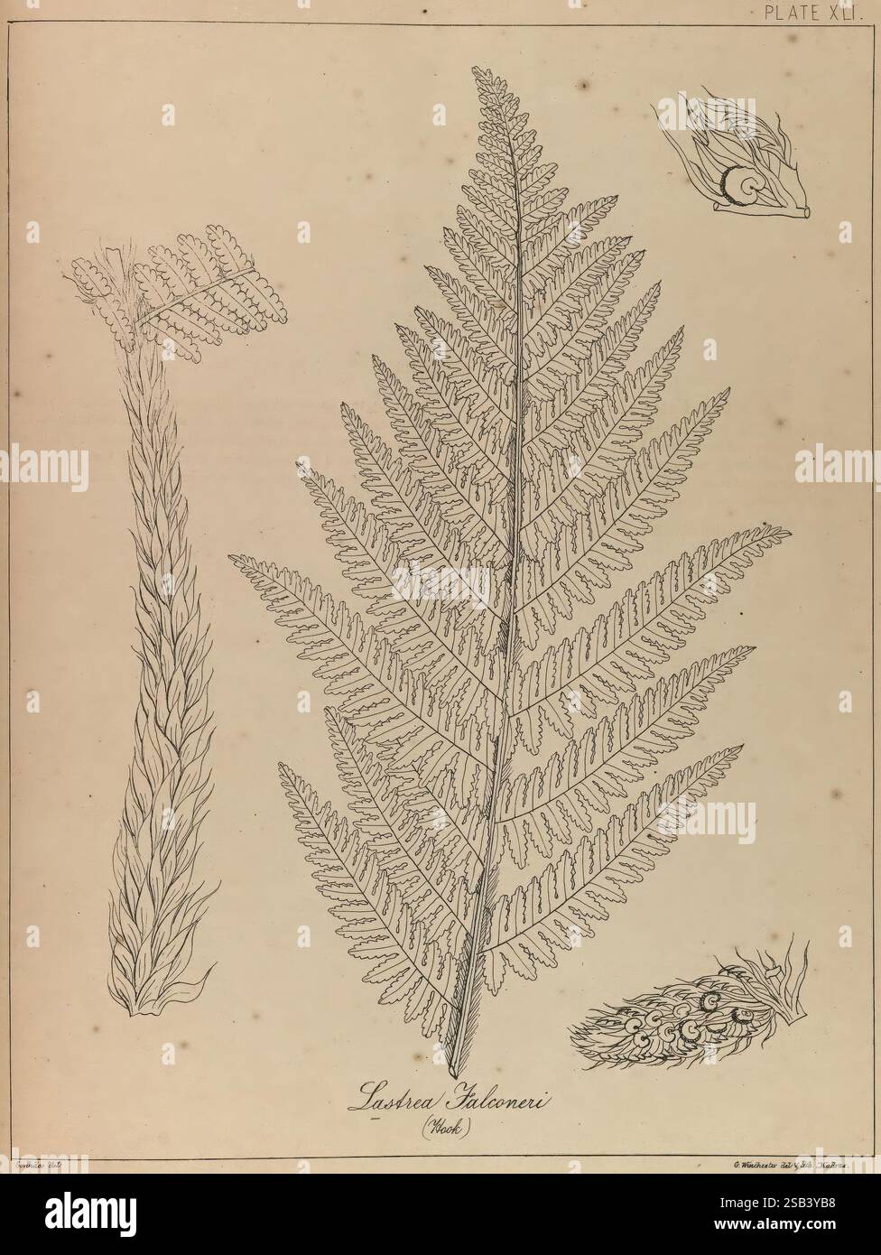 The ferns of British India, Madras, 1866, India, Pteridophyta ...