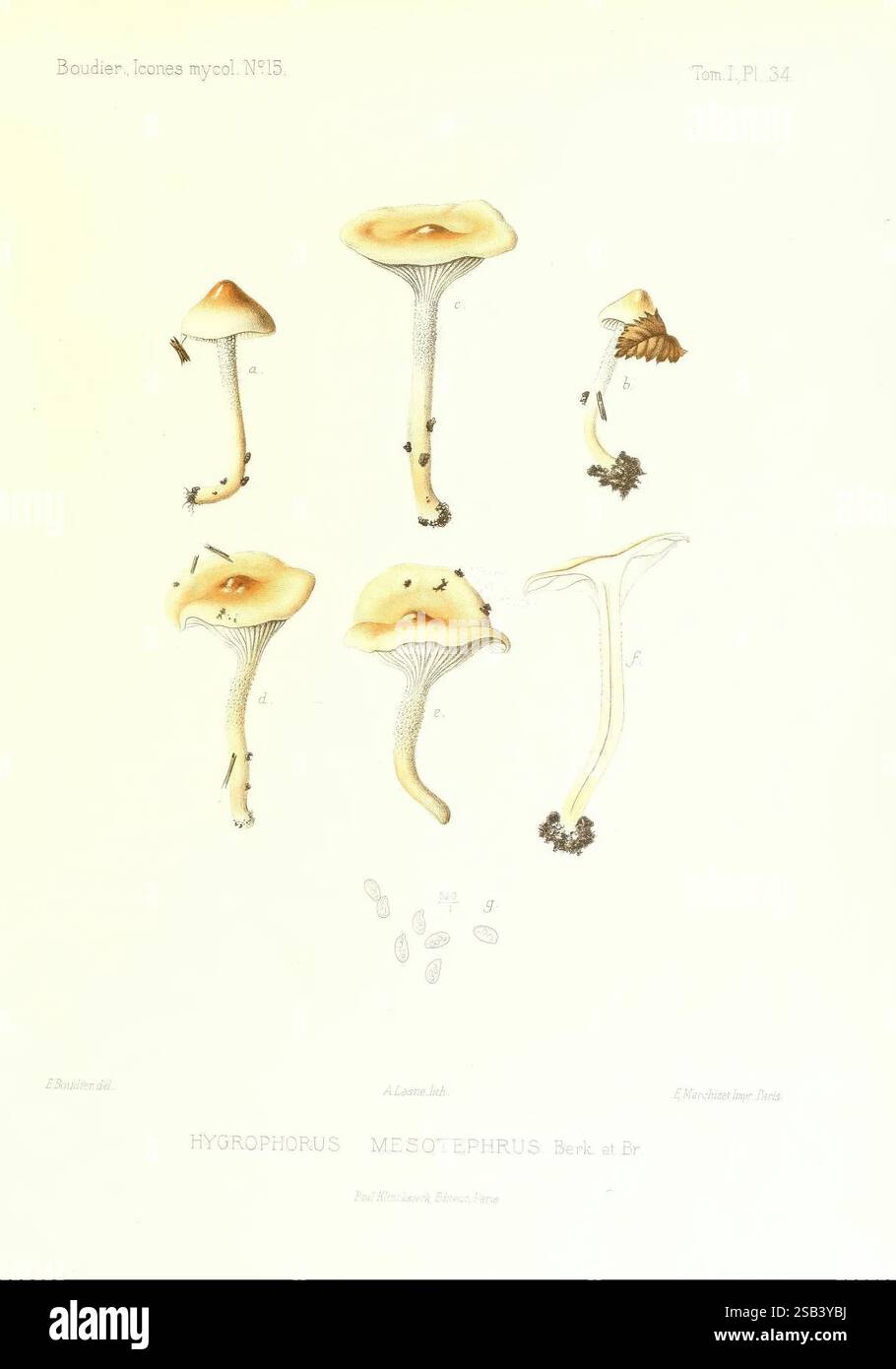 Mushroom features slender hi-res stock photography and images - Alamy