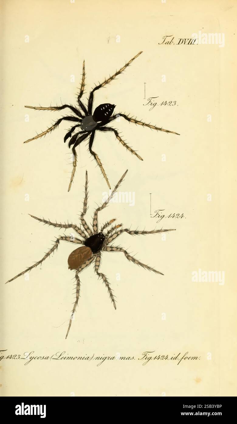 Second spider exhibits hi-res stock photography and images - Alamy