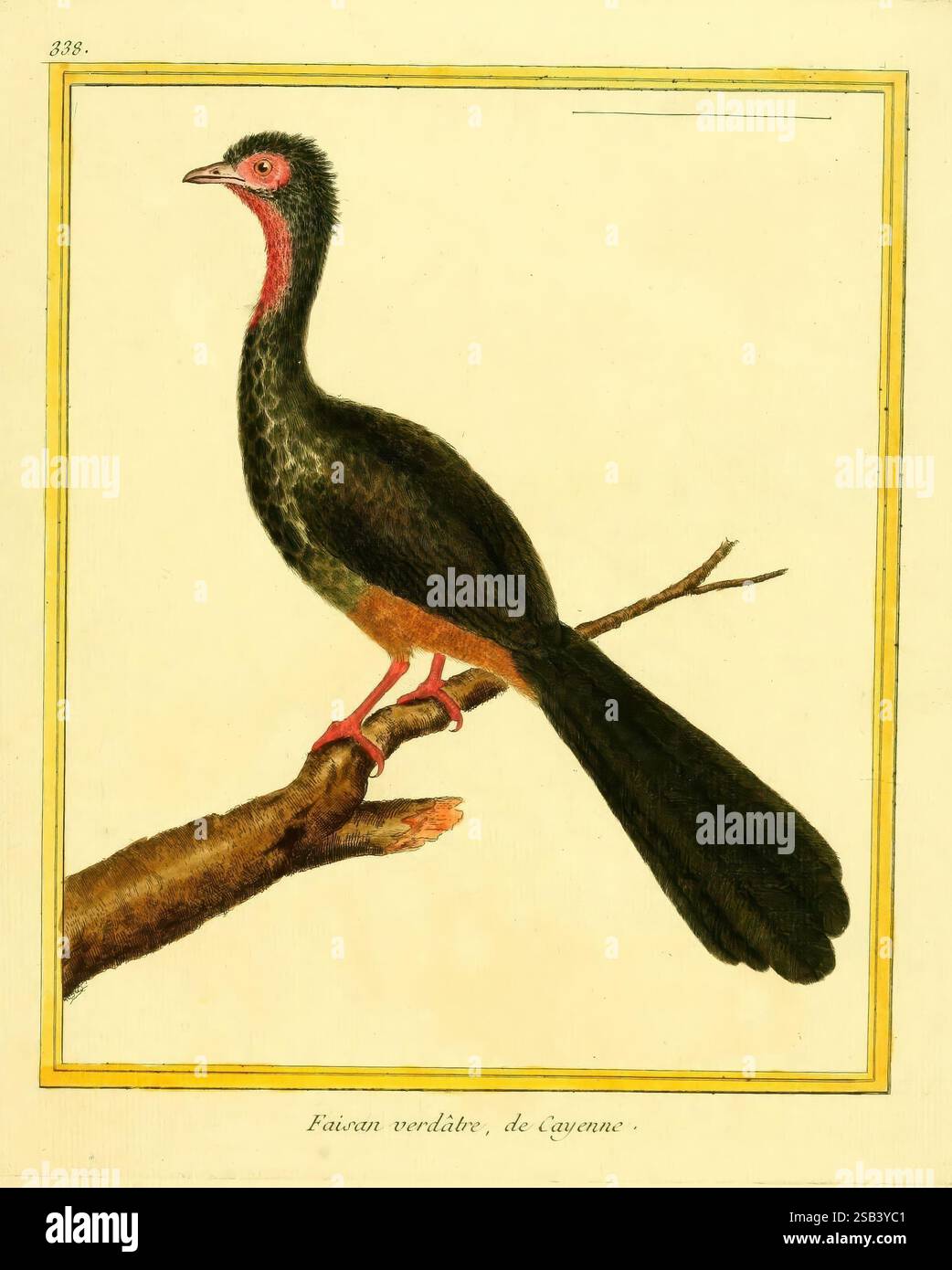 Faisan vert hi-res stock photography and images - Alamy