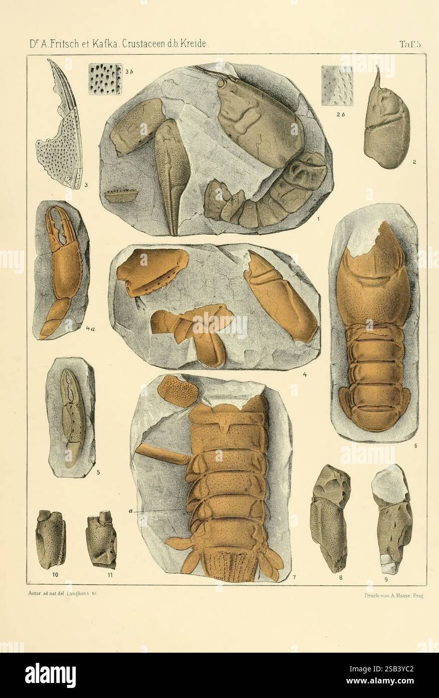 Die, Crustacea, der, böhmischen, Kreideformation, Prag, Selbstverlag ...
