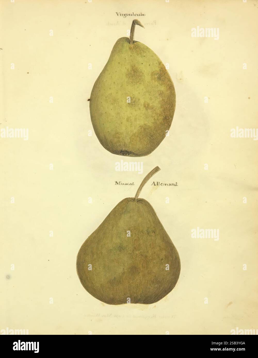 Muscat allemand hi-res stock photography and images - Alamy