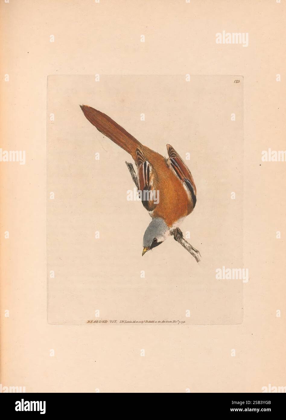 The birds of Great Britain 1795-1801 museum of comparative zoology, A ...