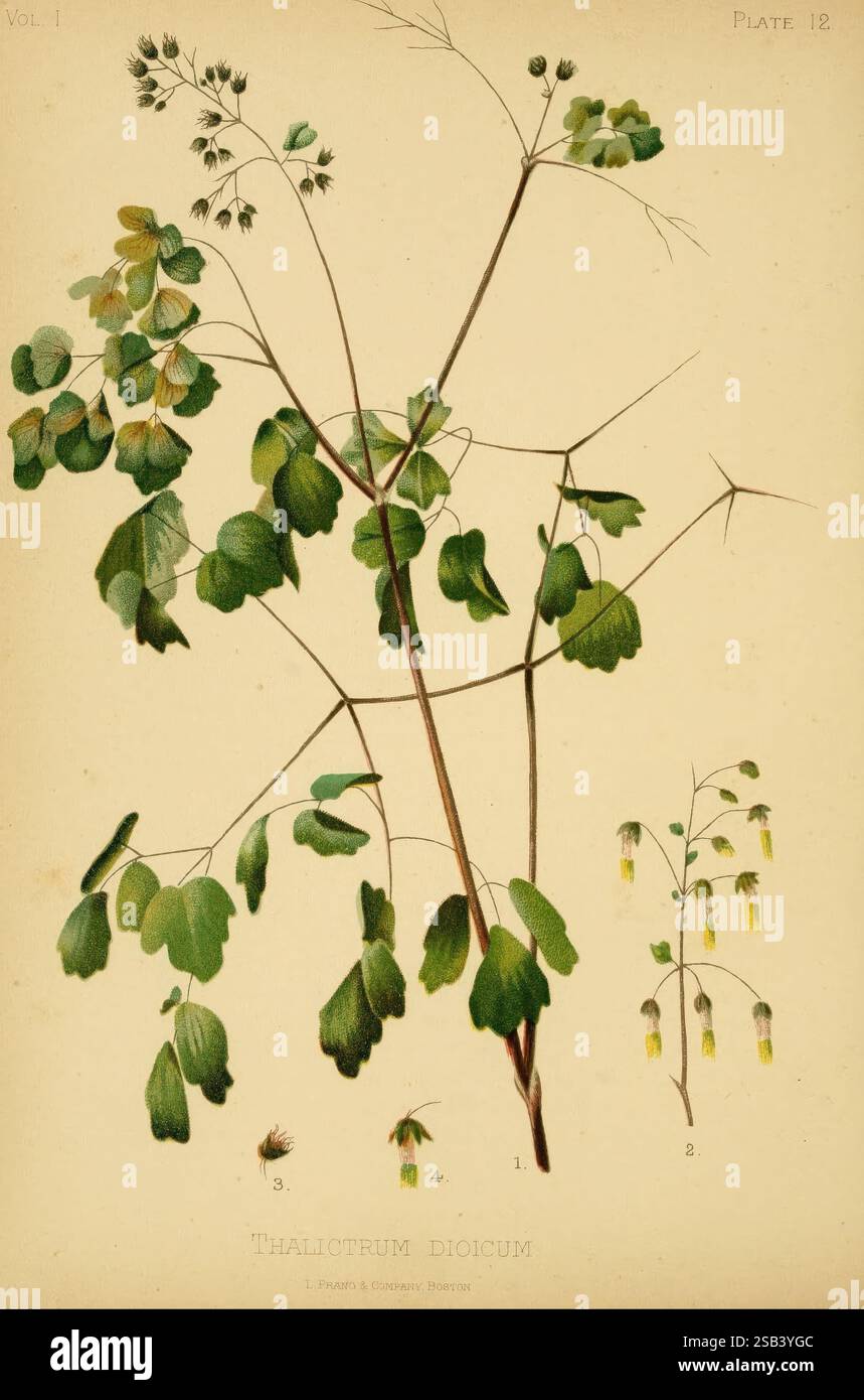 The, native, flowers, and, ferns, of, the, United, States, in, their ...