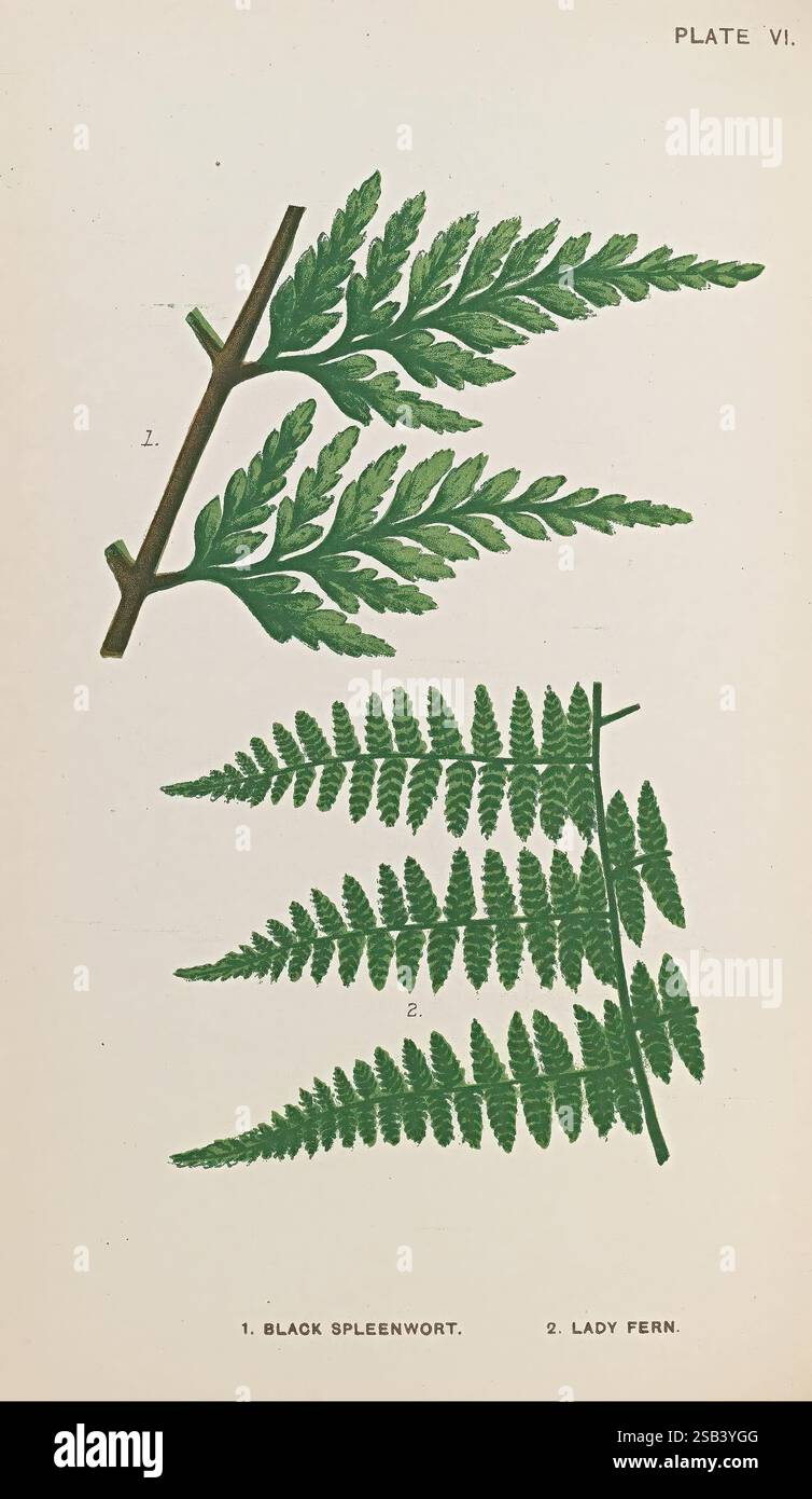 British ferns London Gibbings, 1903 Filices Great Britain Ferns Spores ...