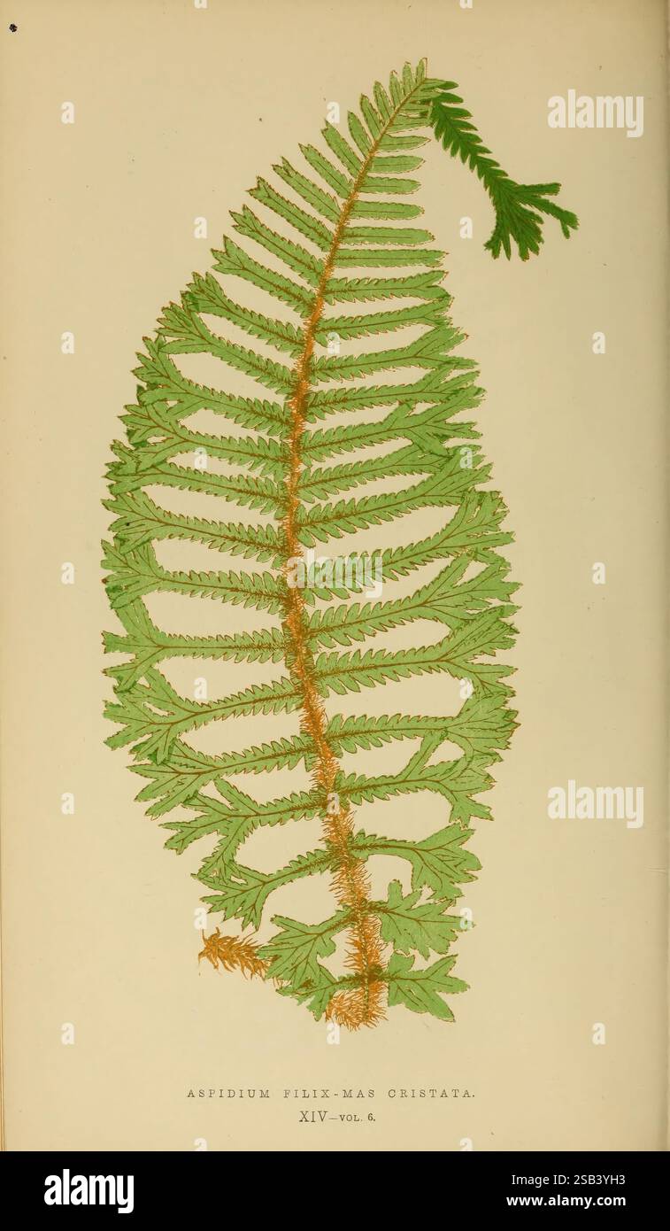 Additional ornate patterns hi-res stock photography and images - Alamy