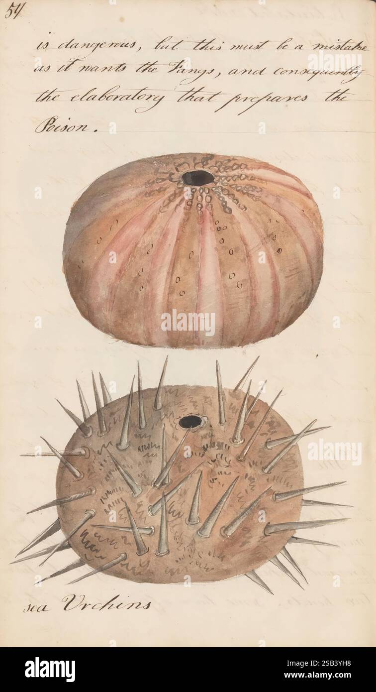 Illustration features two distinct sea urchins hi-res stock photography ...