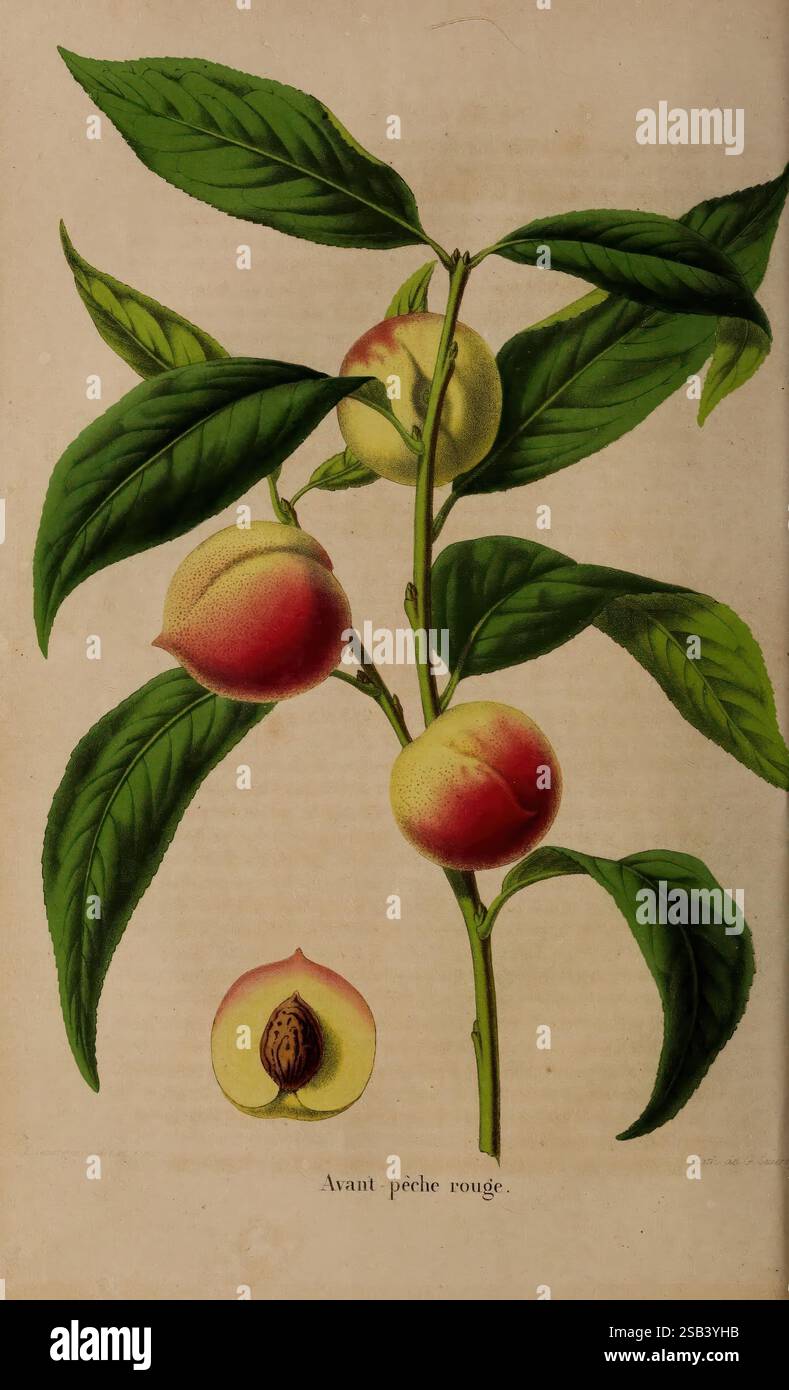 Avant peche rouge hi-res stock photography and images - Alamy