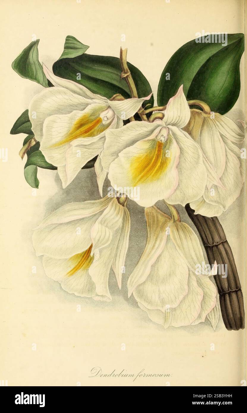 Dendrobium formosum orchid hi-res stock photography and images - Alamy
