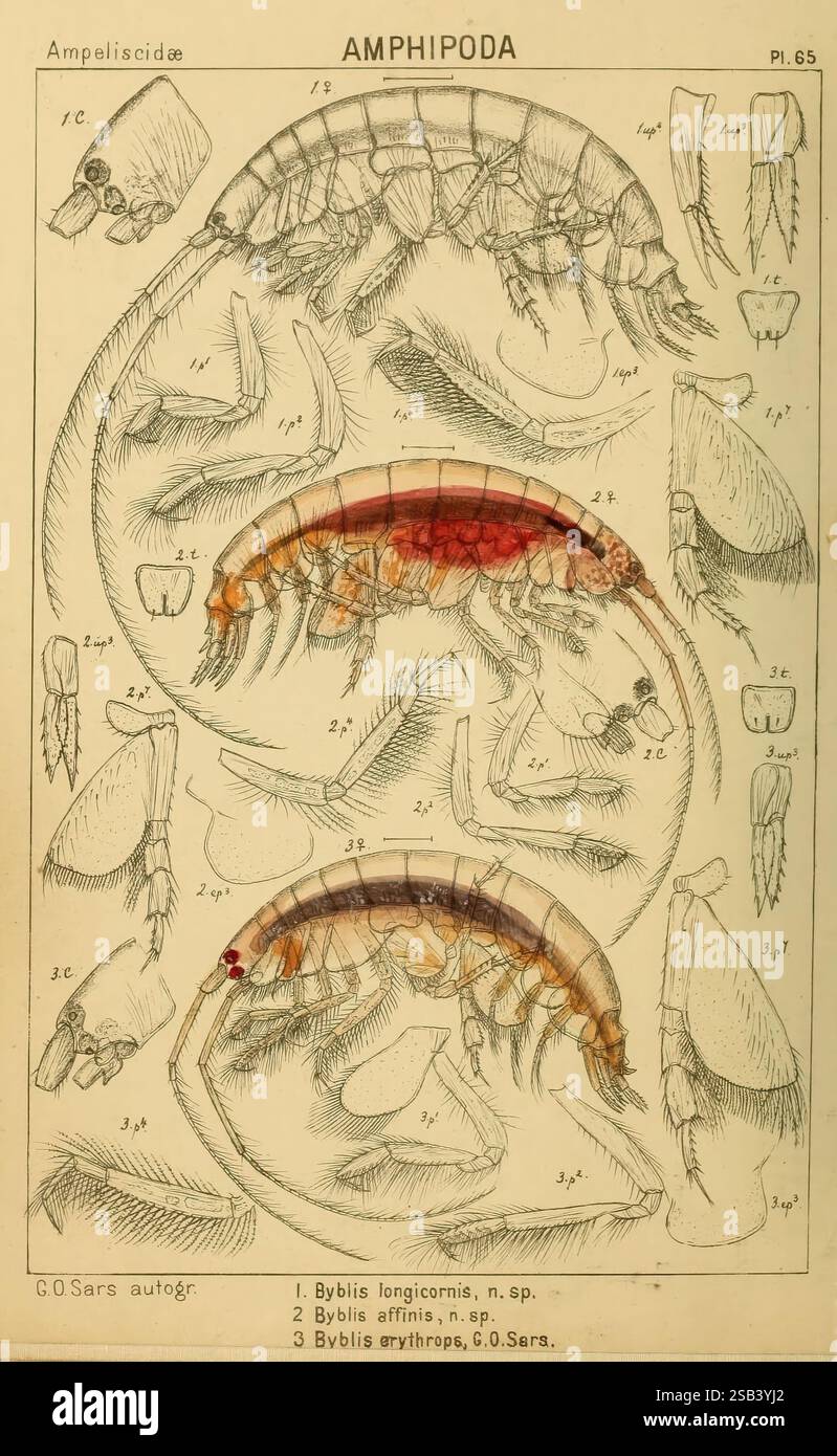 Three main examples hi-res stock photography and images - Alamy