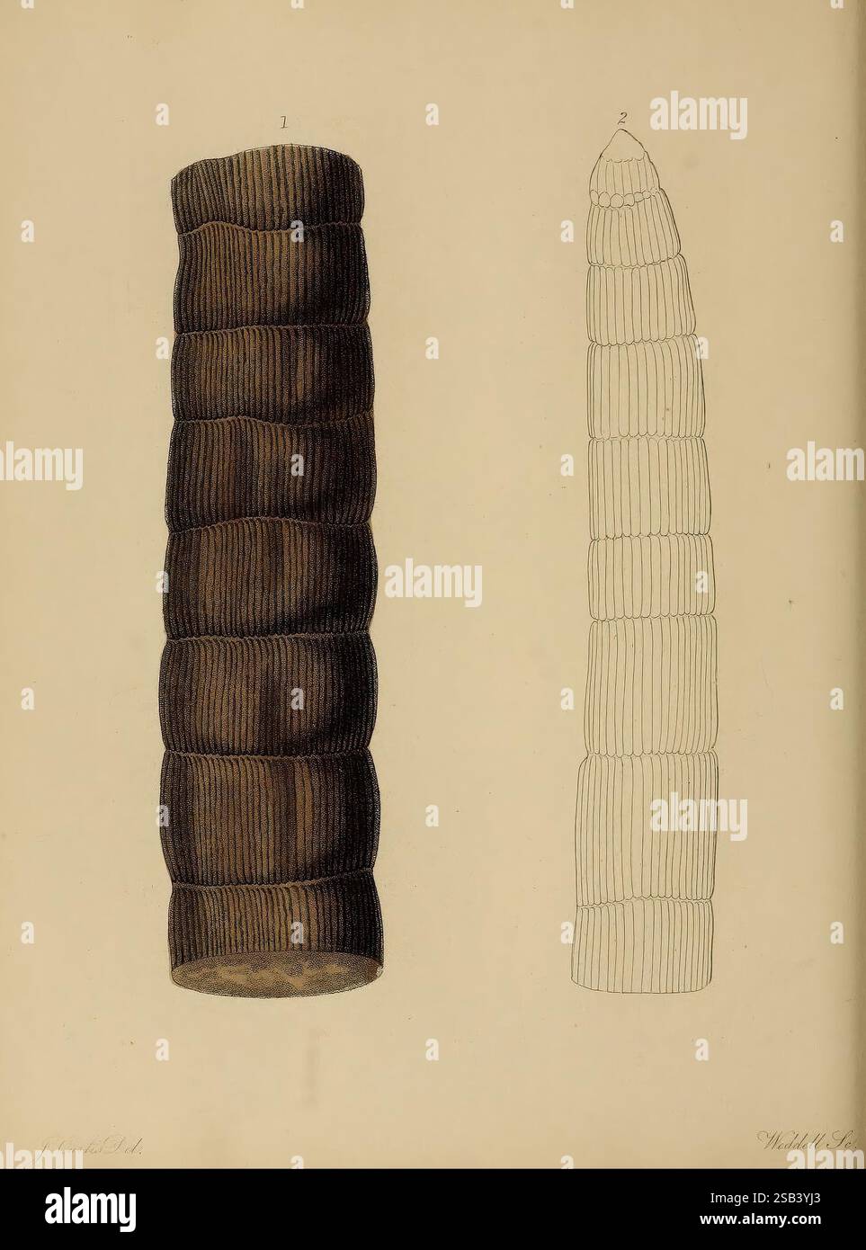 Illustration showcases two cylindrical forms hi-res stock photography ...