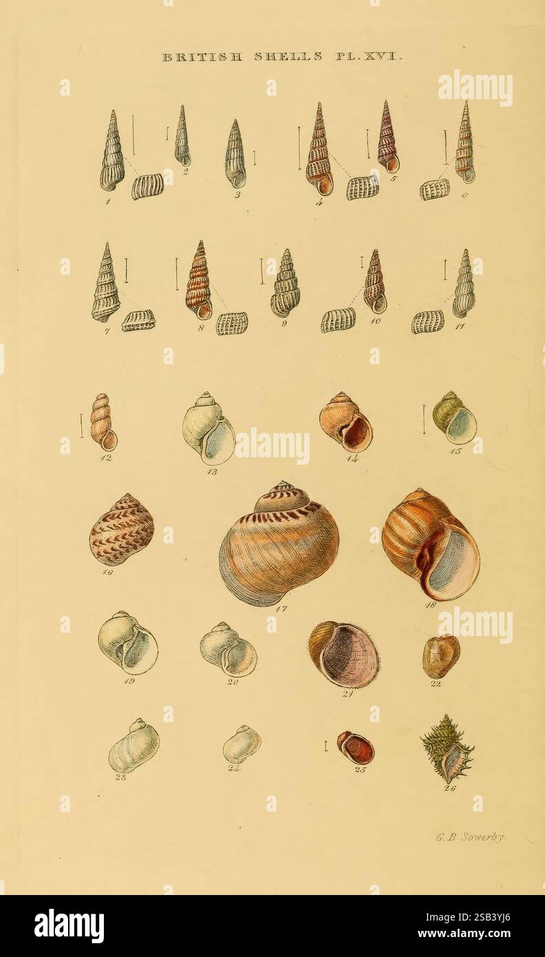 Illustrated index of British shells London, Simpkin, Marshall, and Co ...
