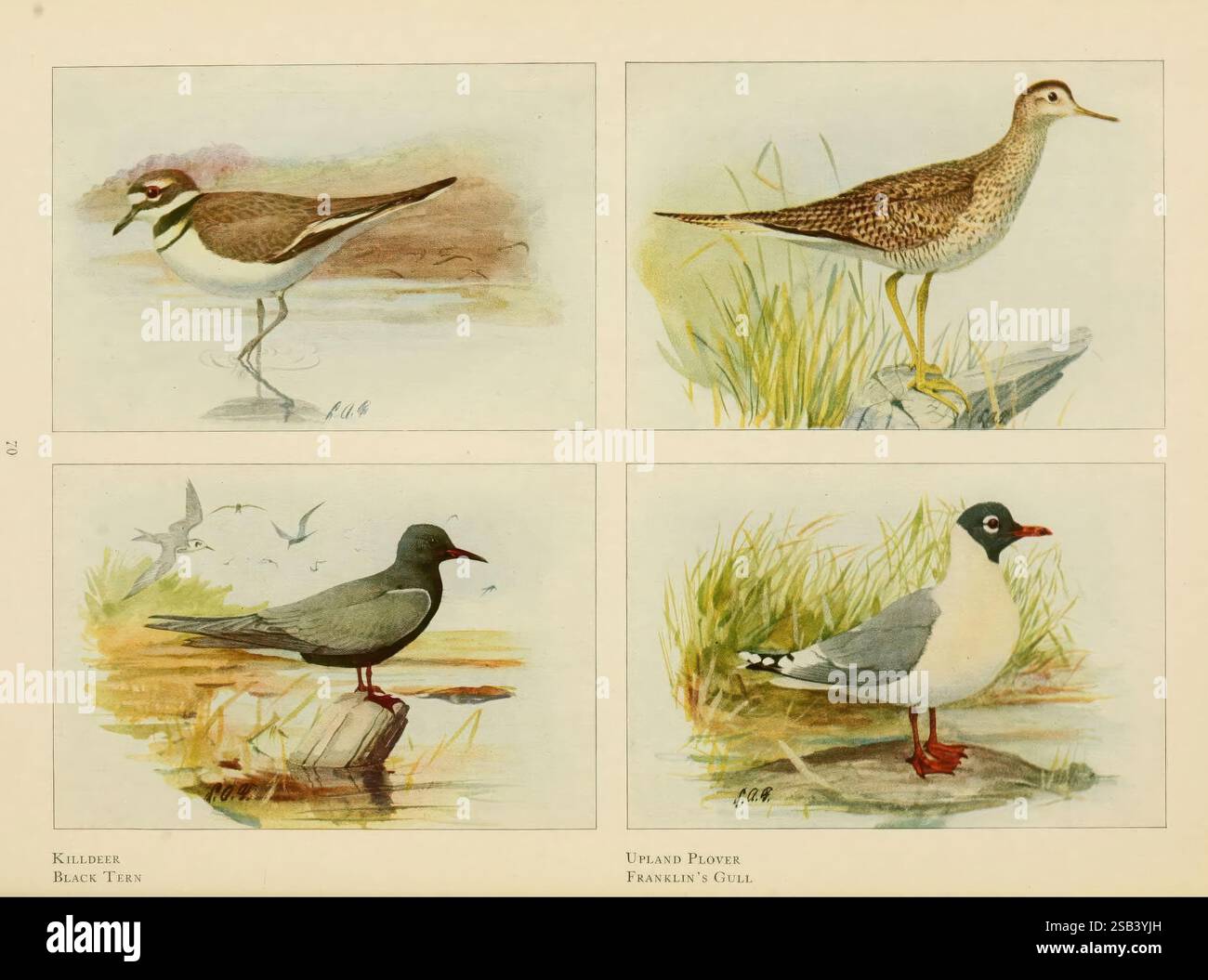 Illustration showcases four distinct bird species hi-res stock ...