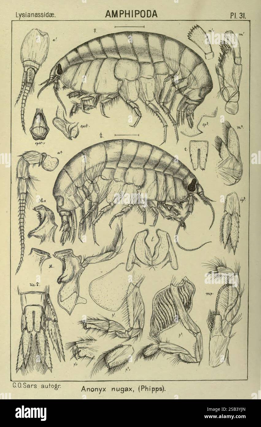 An account of the Crustacea of Norway Amphipoda plates Christiania, A ...