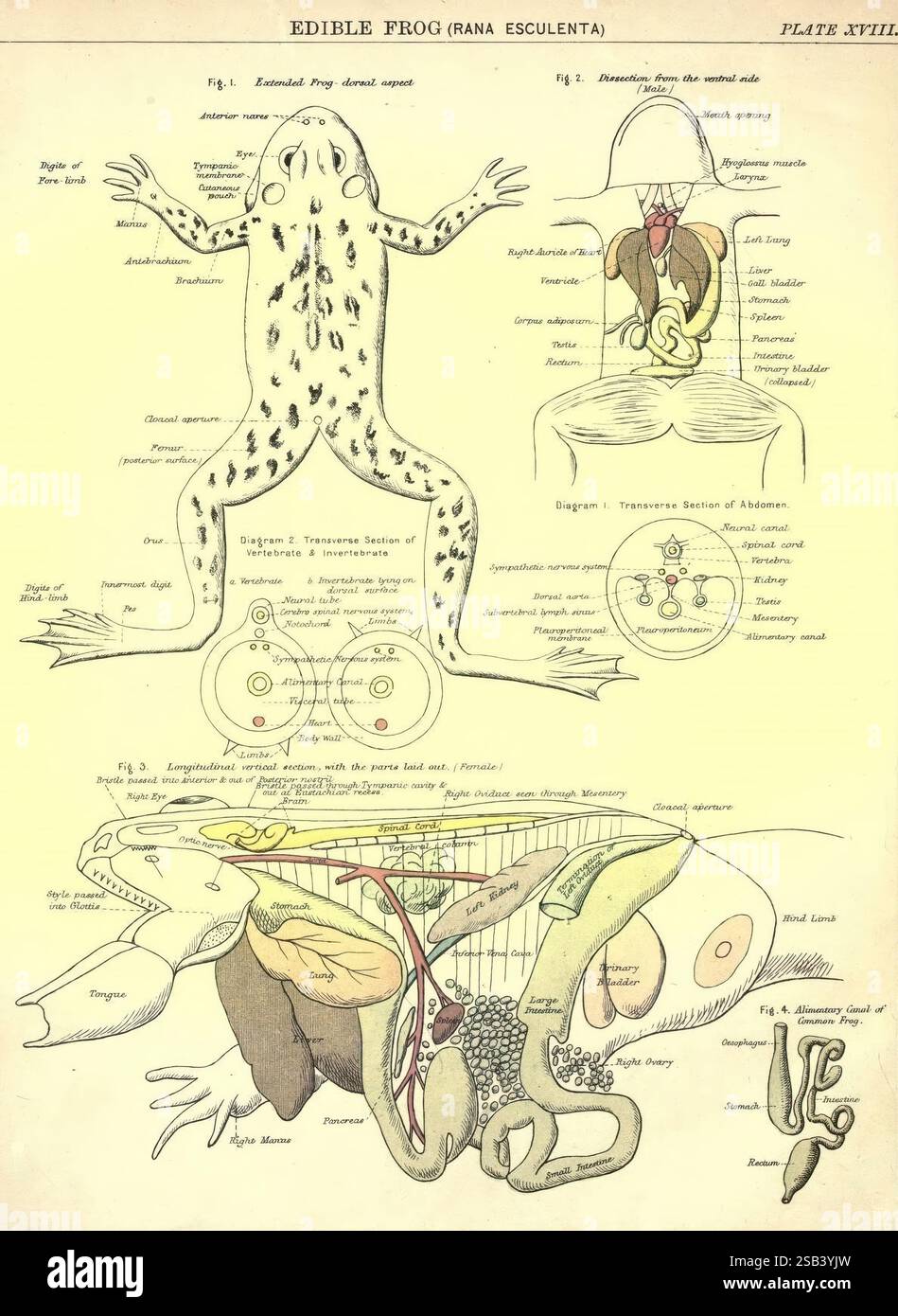 Frogs reproductive system hi-res stock photography and images - Alamy
