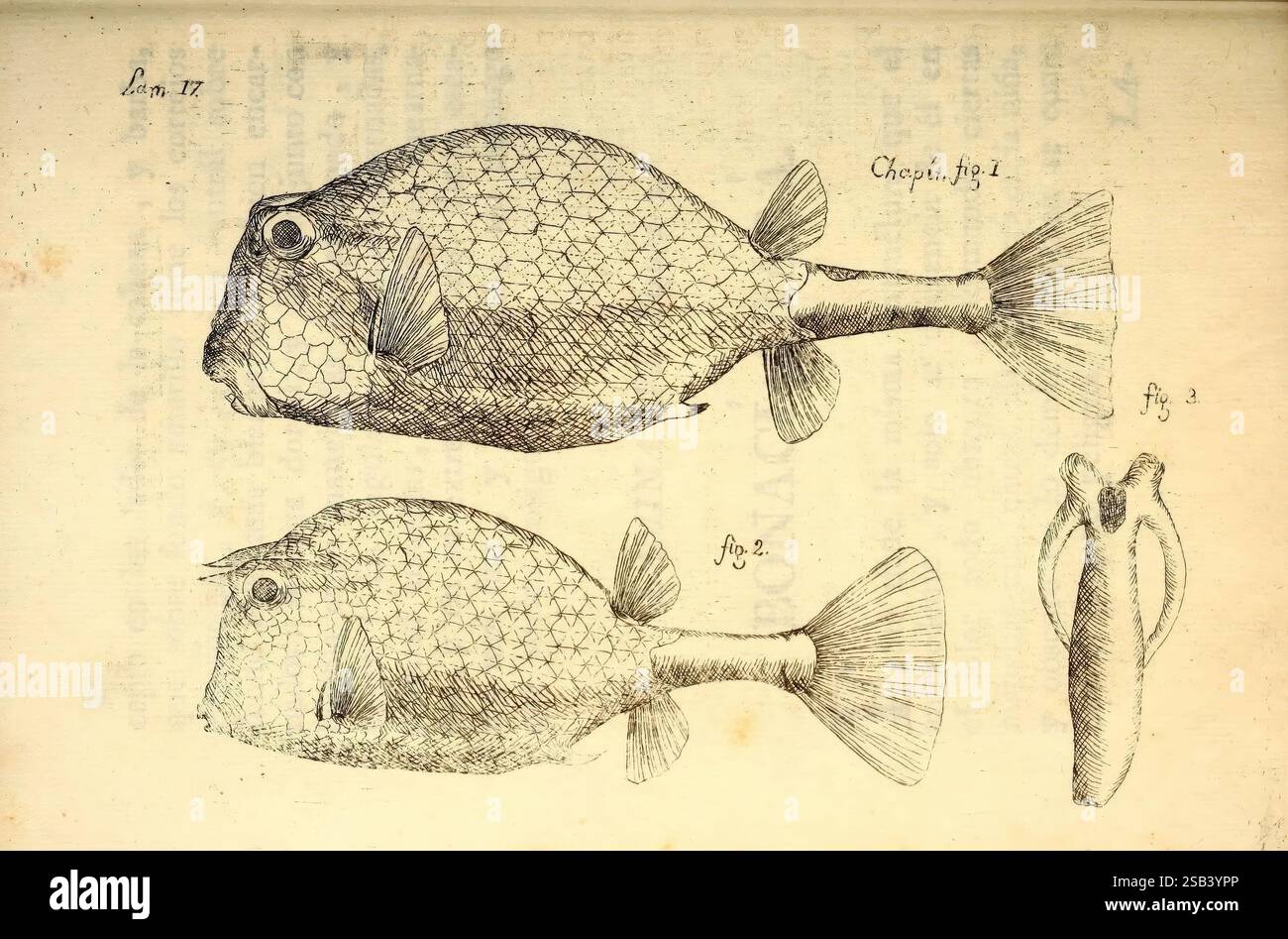 Fishs fascinating morphology hi-res stock photography and images - Alamy