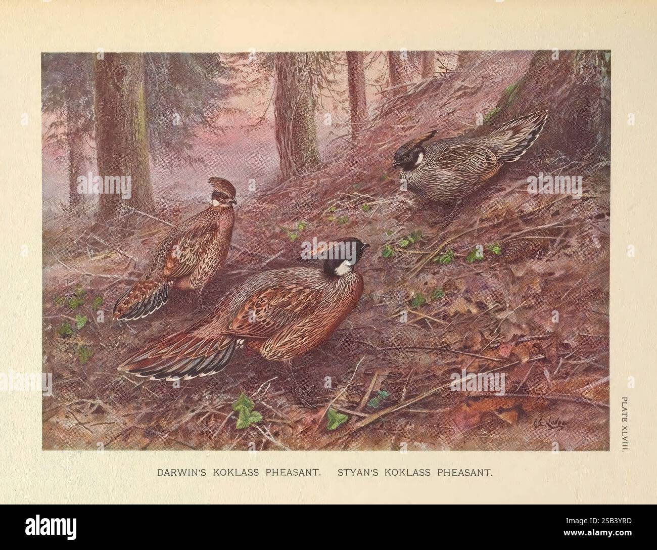 Darwins koklass pheasant hi-res stock photography and images - Alamy