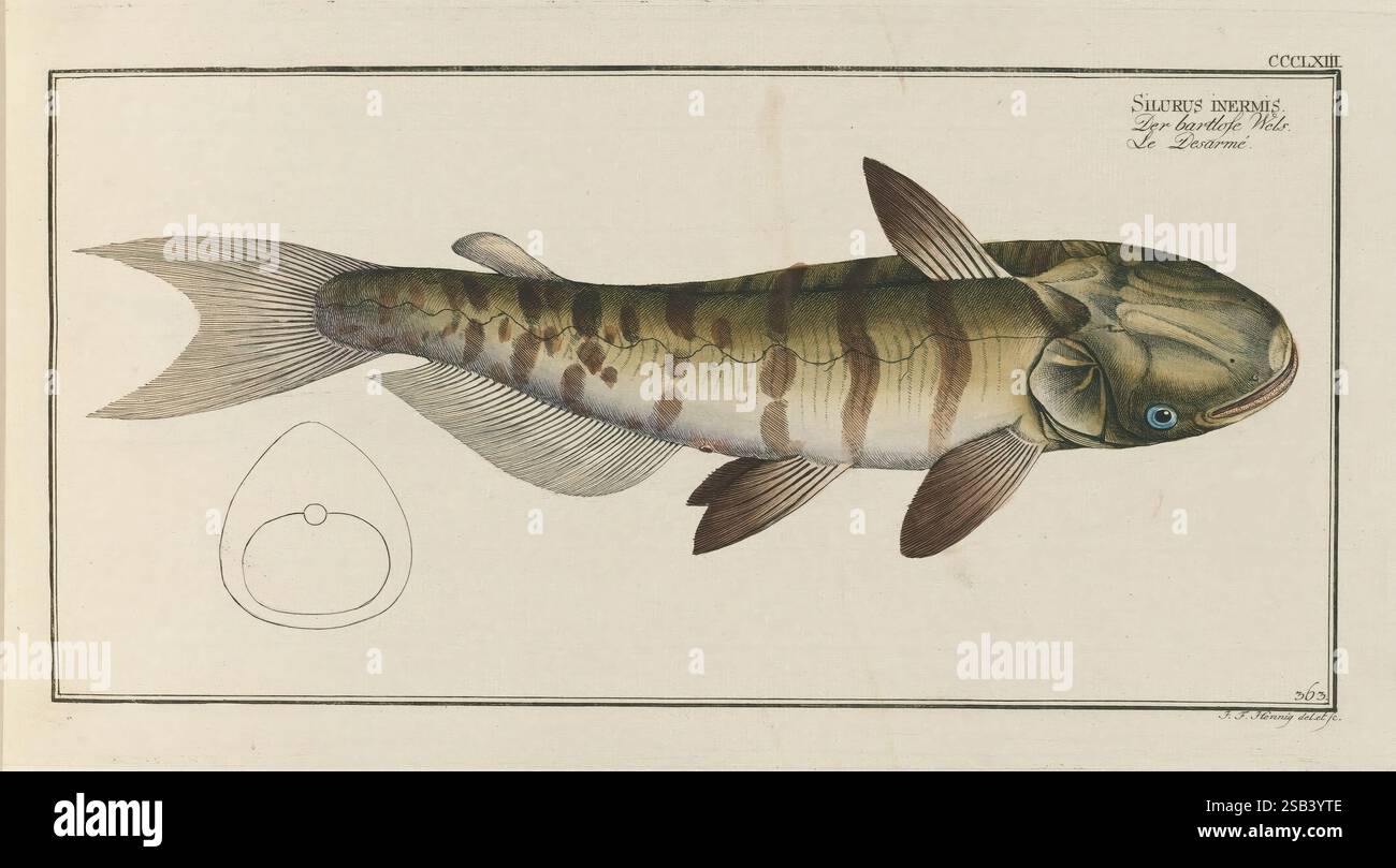 Early works pictorial works ageneiosus inermis hi-res stock photography ...