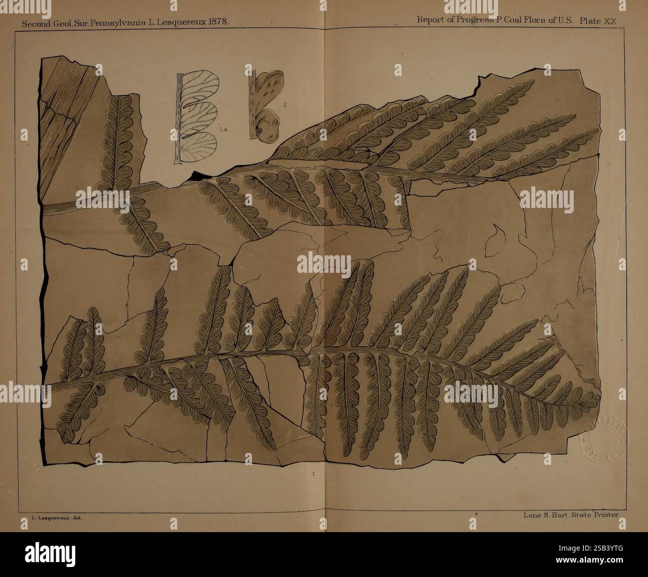 Description of the coal flora of the Carboniferous formation in ...