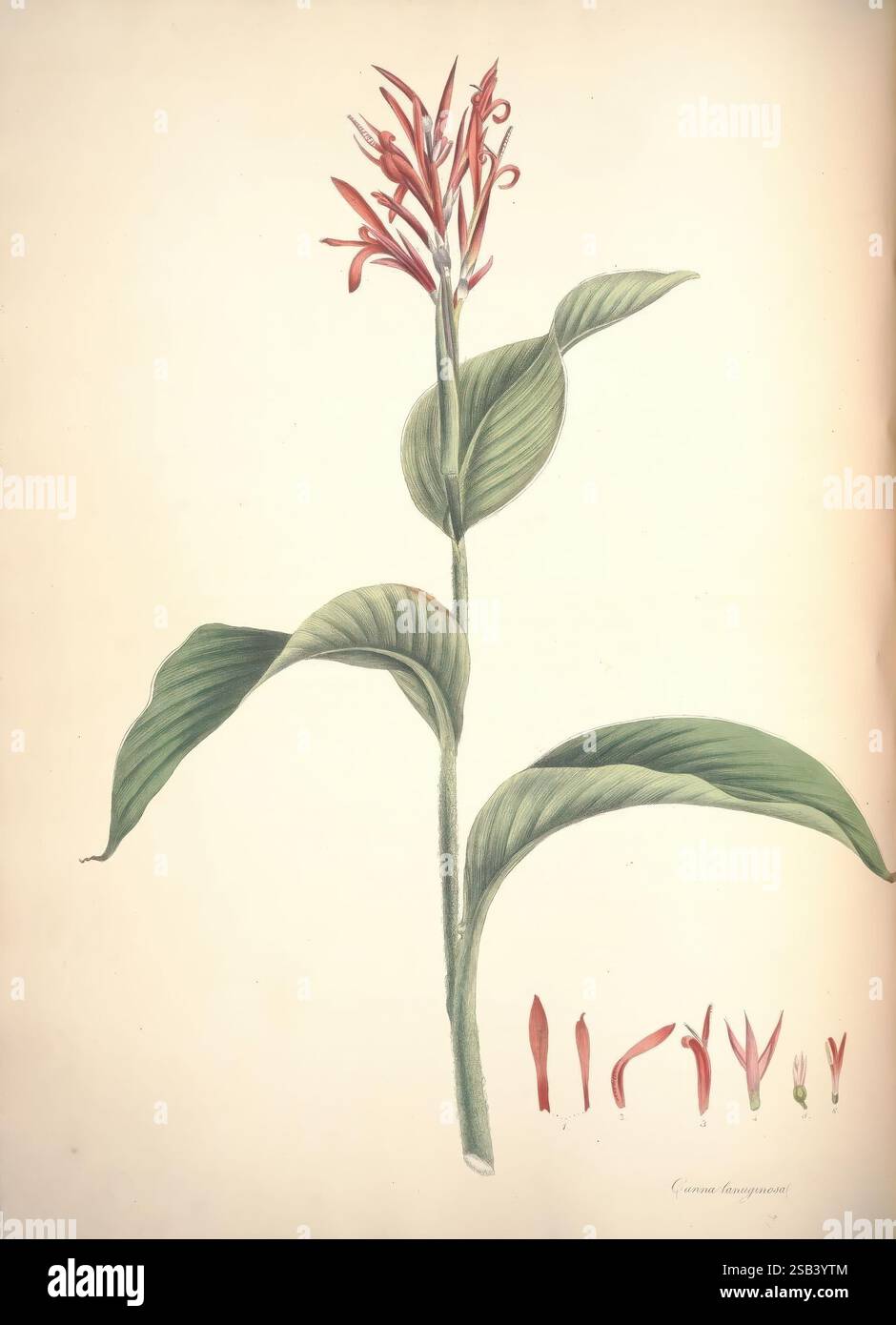 Monandrian, plants, of, the, order, Scitamineae, Liverpool, George ...