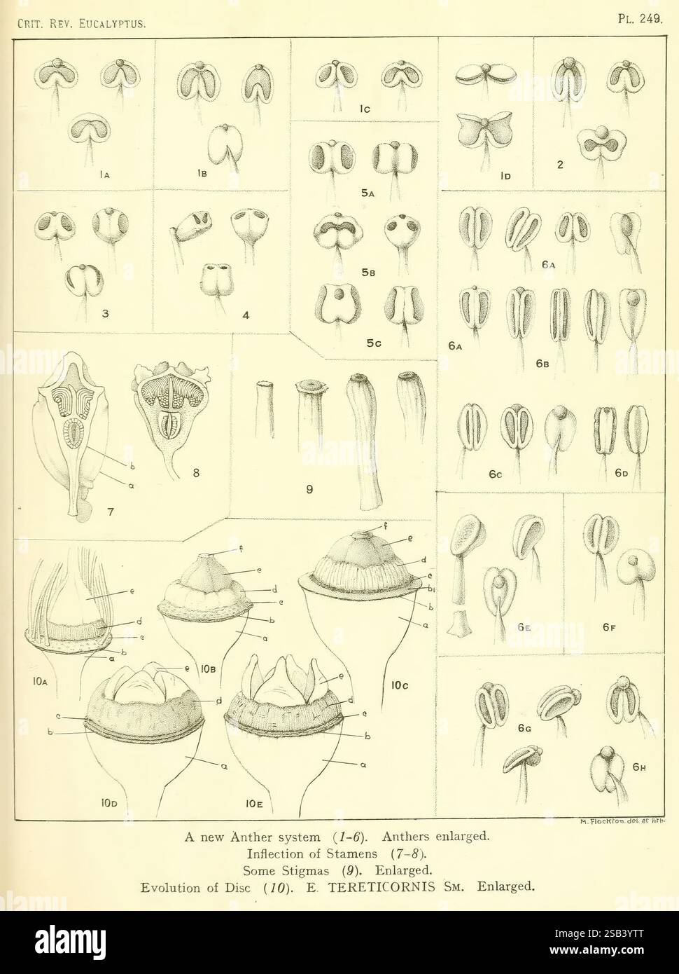 A critical revision of the genus Eucalyptus, Sydney, Gullick, 1903-1933 ...
