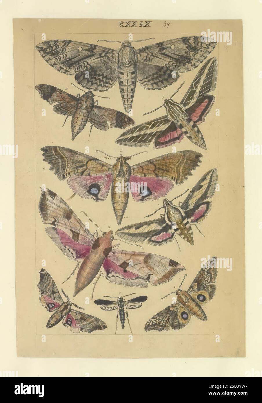 Distinctive color palettes hi-res stock photography and images - Alamy