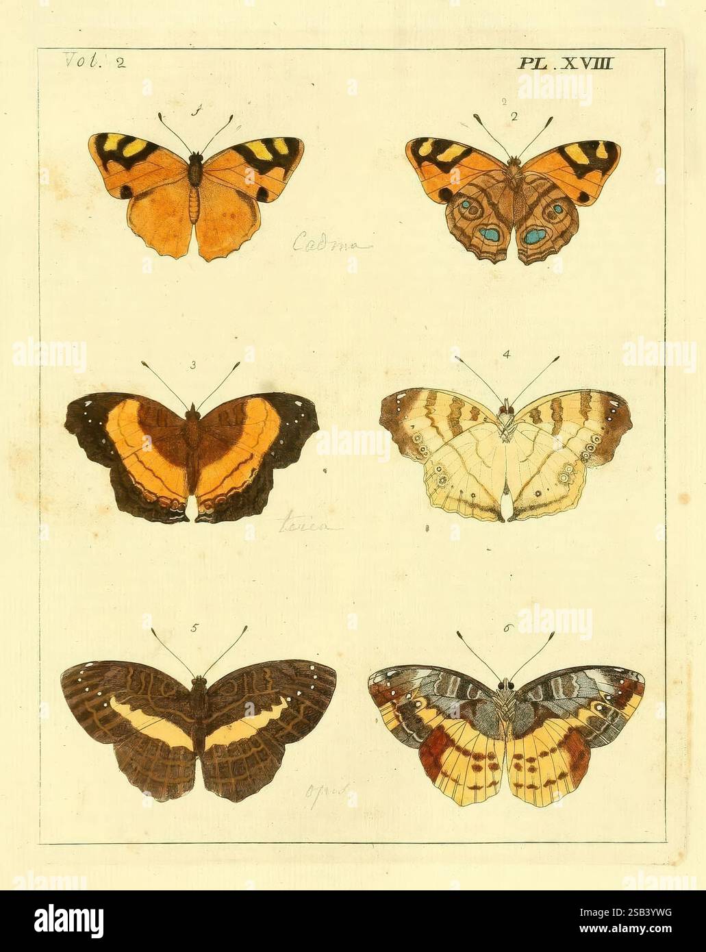 Top row showcases three butterflies hi-res stock photography and images ...