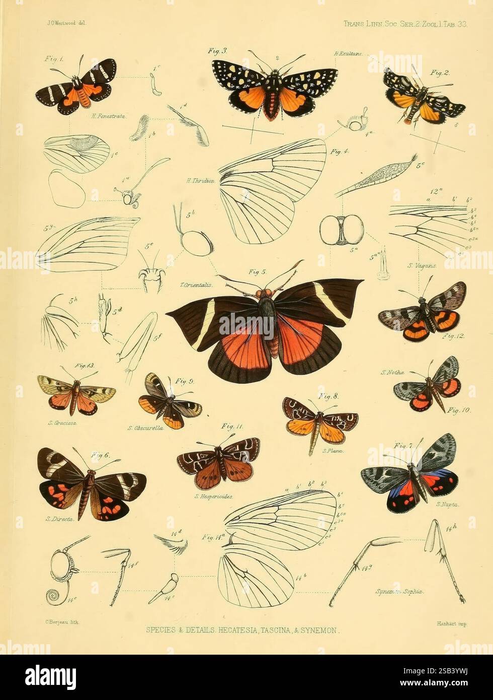 Lepidopterorum Brasiliae species novae iconibus illustratae. [Vienna ...