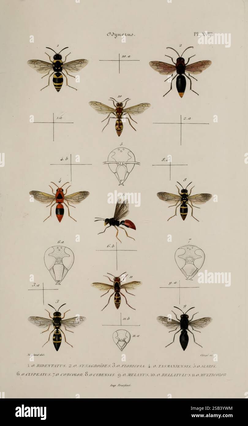 Études sur la famille des vespides, Paris, V. Masson, 1852-1858 ...