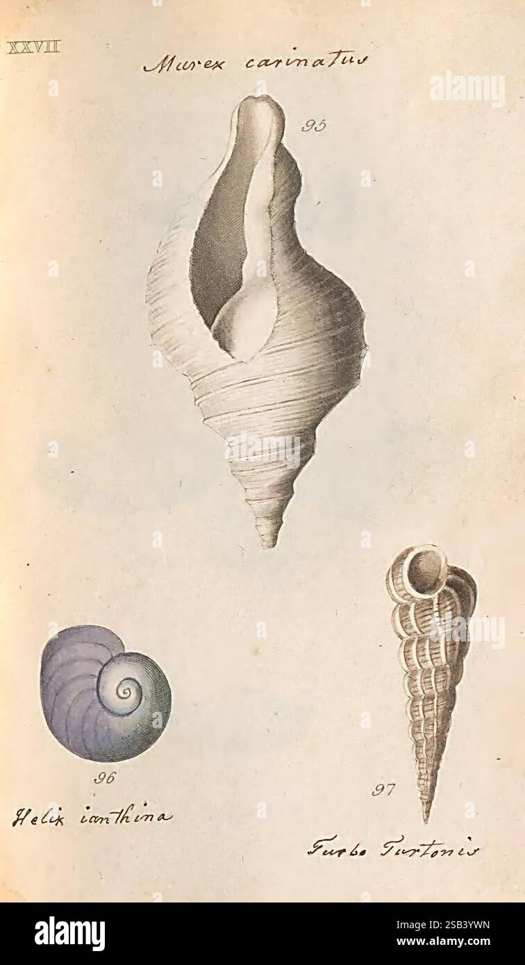 Intricate spiral ridges hi-res stock photography and images - Alamy