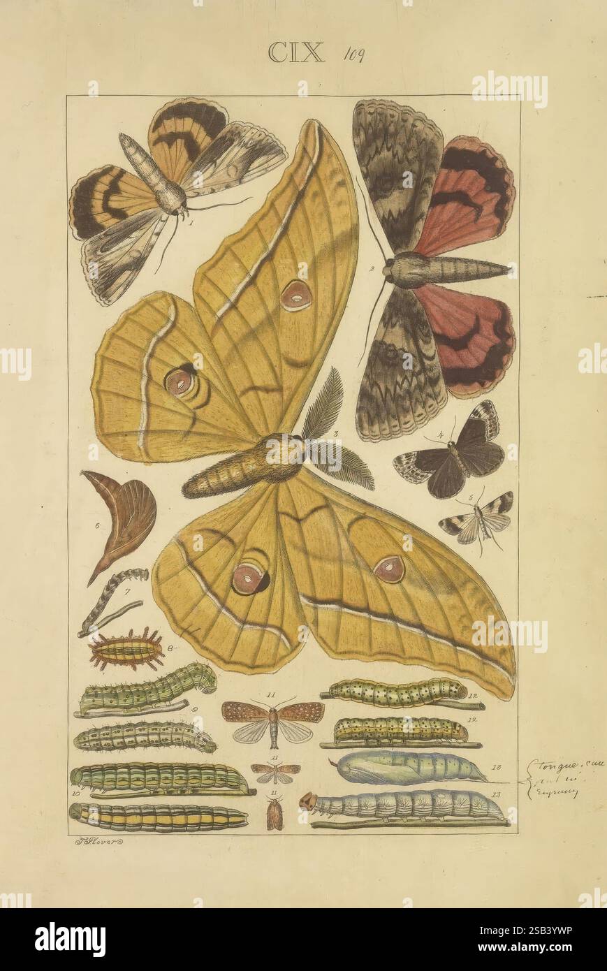 Lepidoptera, manuscript, between 1873-1883?, lepidoptera, life cycles ...