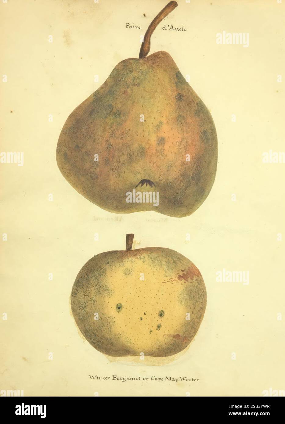 Illustration features two distinct fruits hi-res stock photography and ...