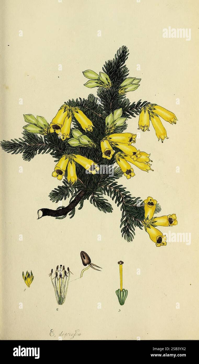 The, heathery, or A, monograph, of, the, genus, Erica, London, Henry, G ...