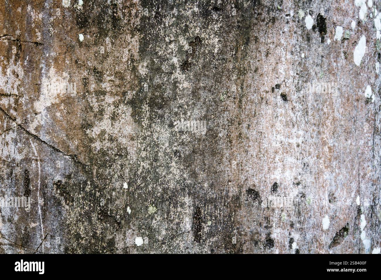 Tree bark wood texture background Stock Photo - Alamy