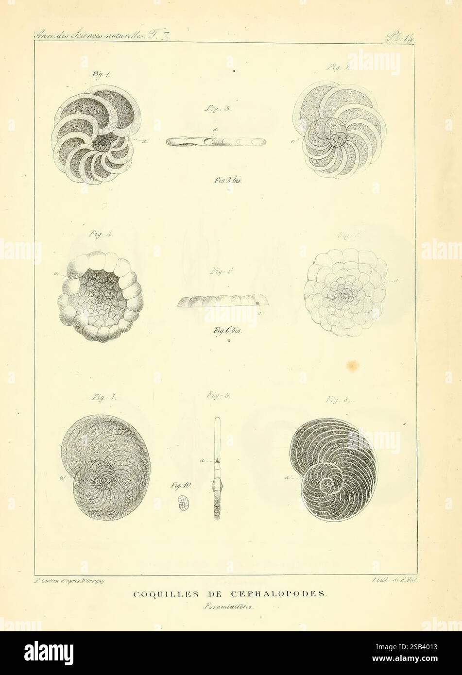 Annales des Sciences Naturelles, Paris, Crochard, cephalopods, science ...