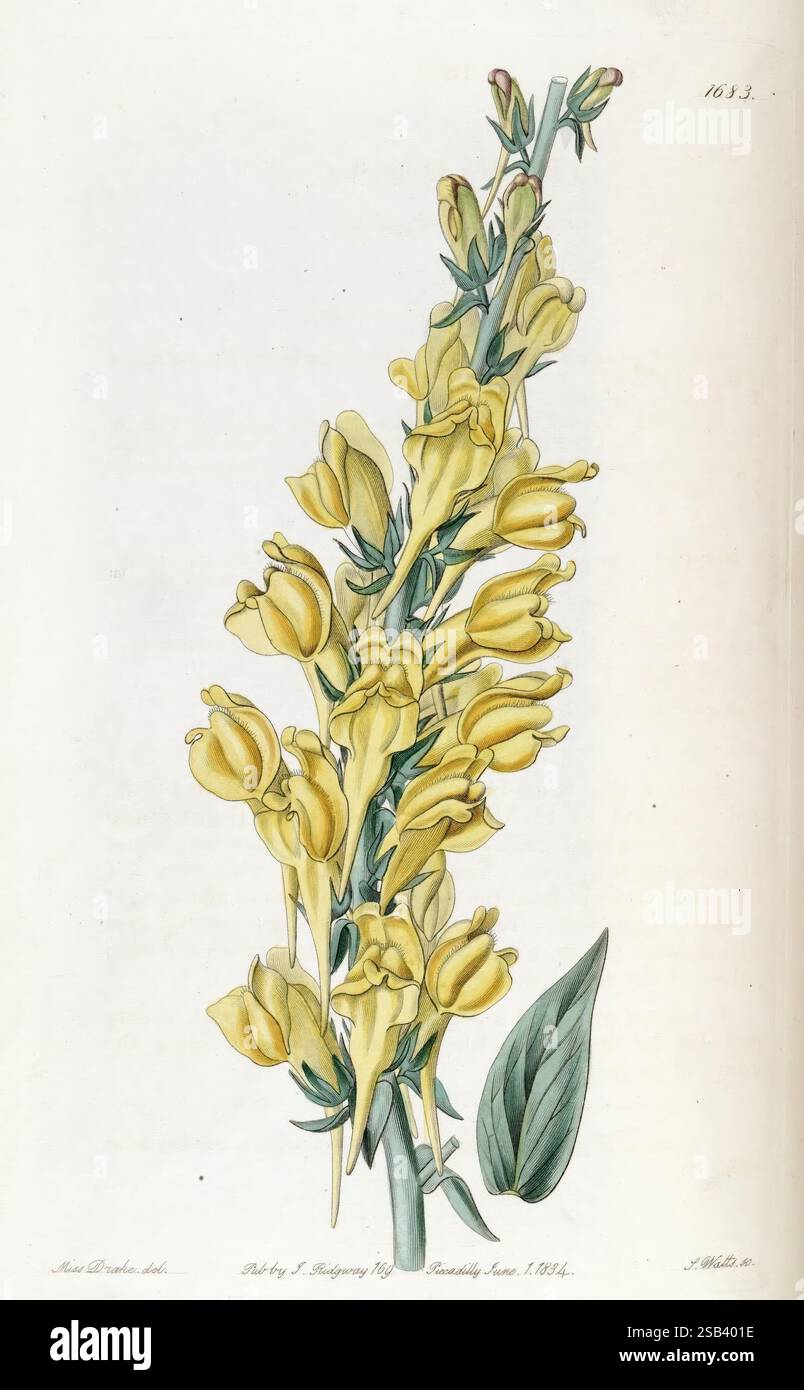 Plant introduction plants ornamental 06 sarah ann drake 2 women hi-res ...