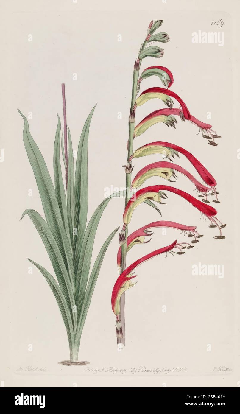 The Botanical Register, London, Printed for James Ridgway, 1815-1828 ...