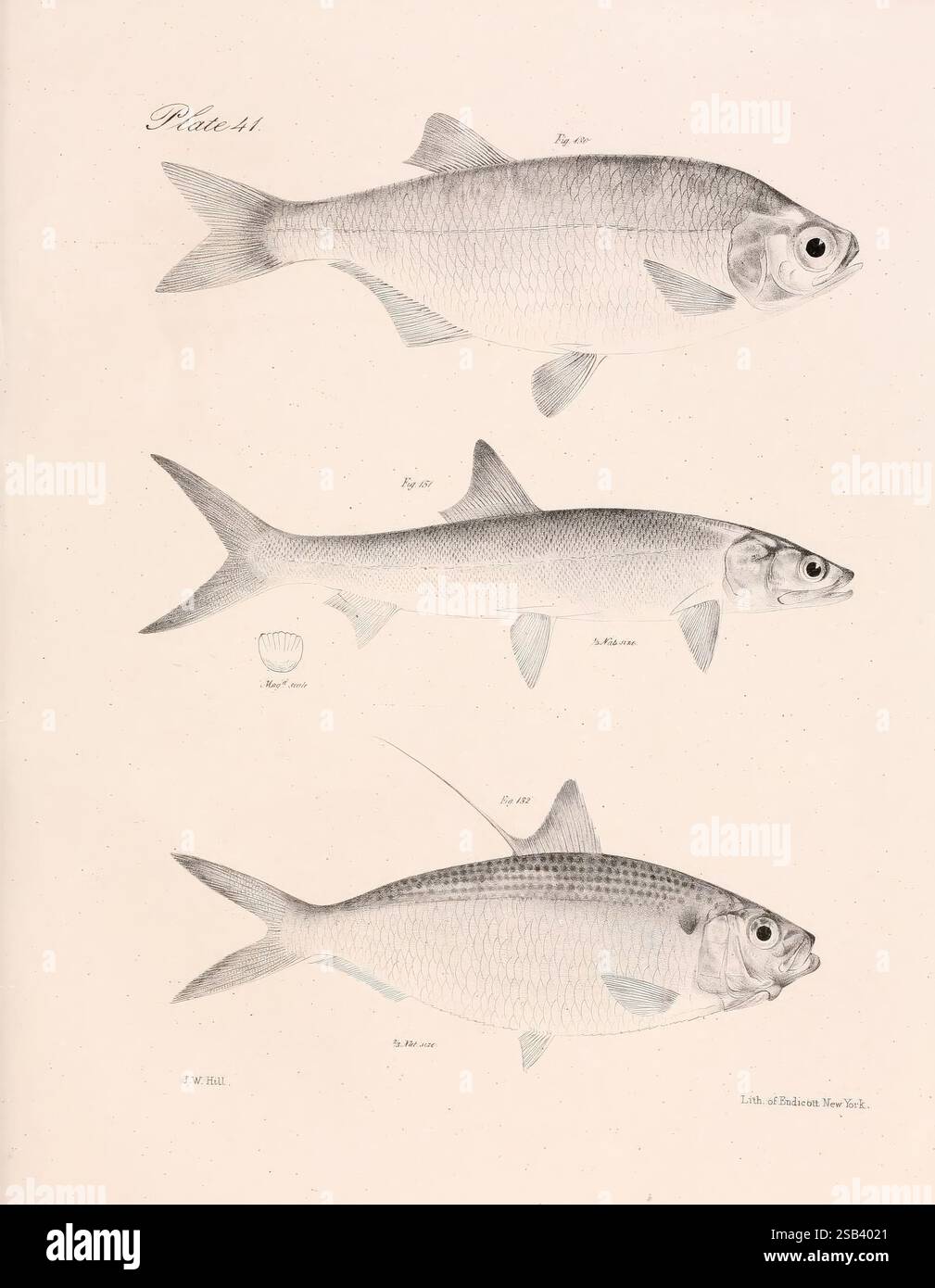 Zoology of New York, Albany, W. & A. White & J. Visscher, 1842-44 ...