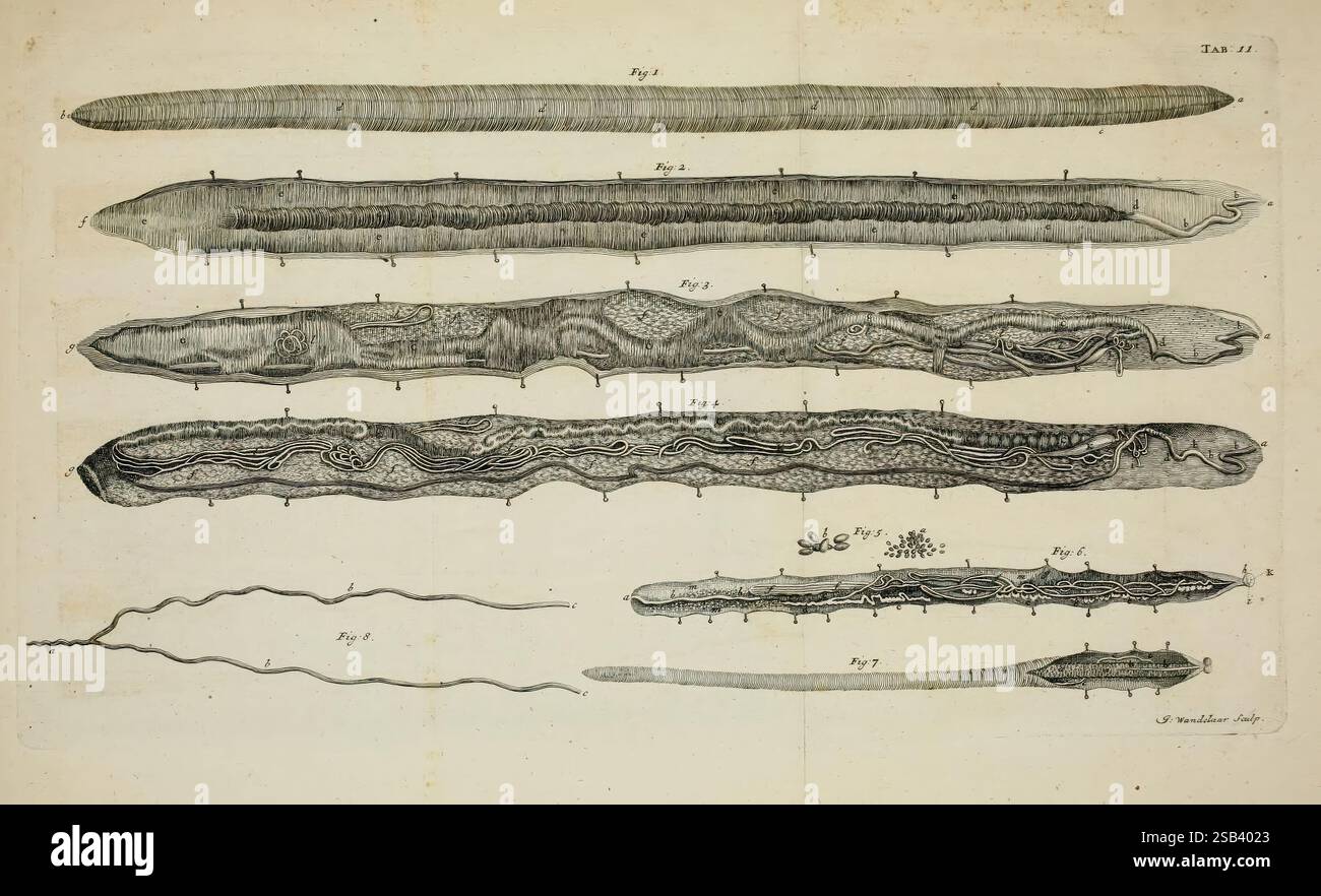 Herpetology reptiles worms museum hi-res stock photography and images ...