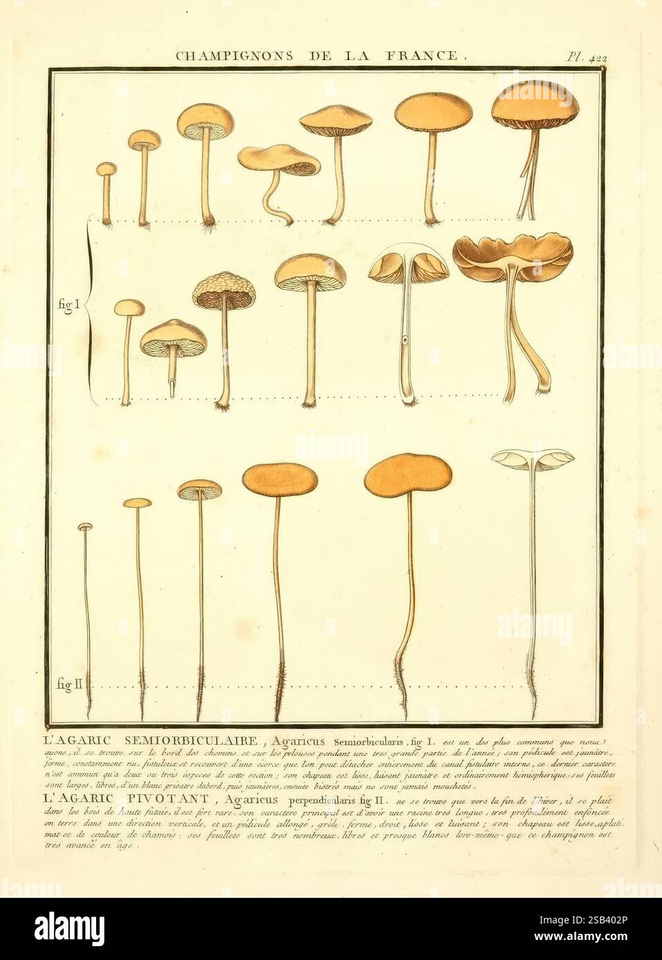 Fungal morphology relevant hi-res stock photography and images - Alamy