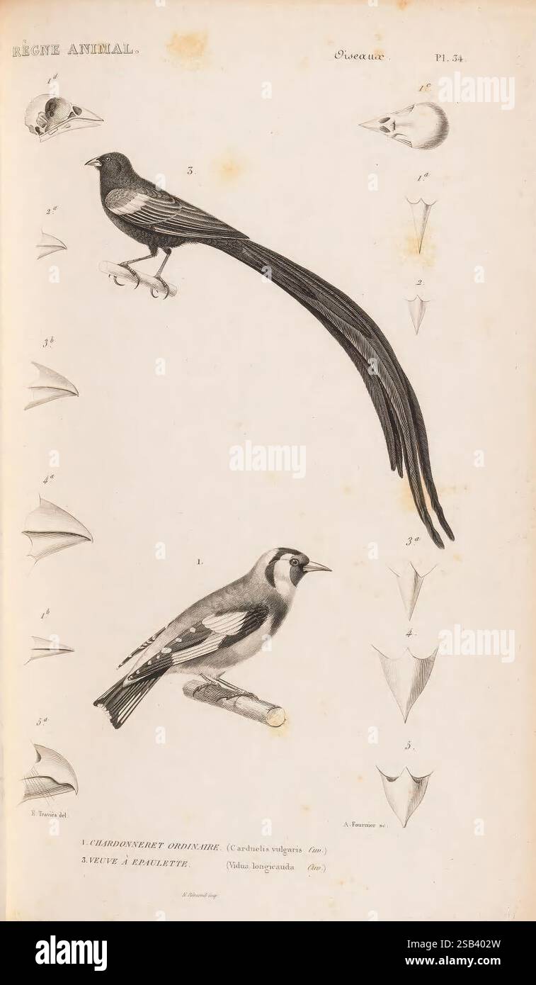 Le règne animal distribué d'après son organisation Paris, 1836-1849 ...