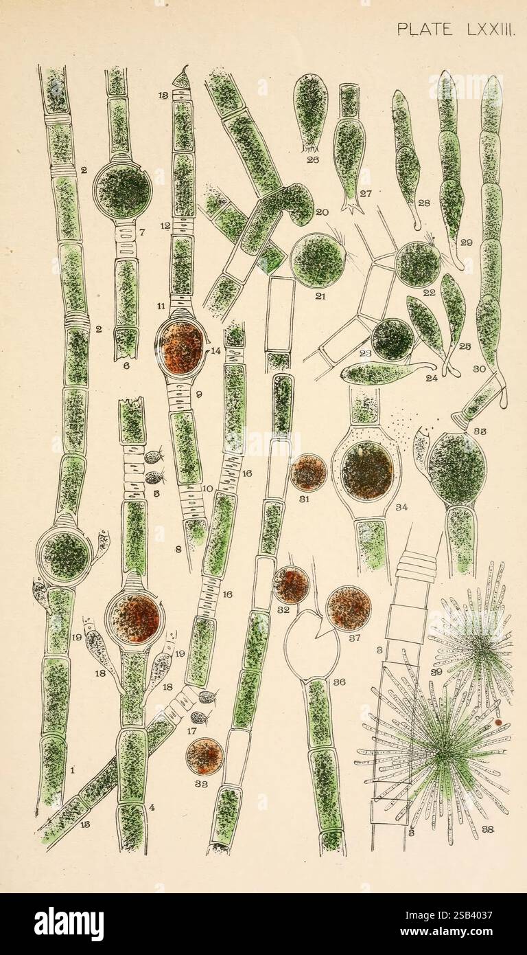 Fresh-water Algae of the United States, Bethlehem, Pa, The Comenius ...